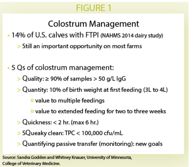 Colostrum Management A Cornerstone For Dairy Calf Health | Bovine Veterinarian